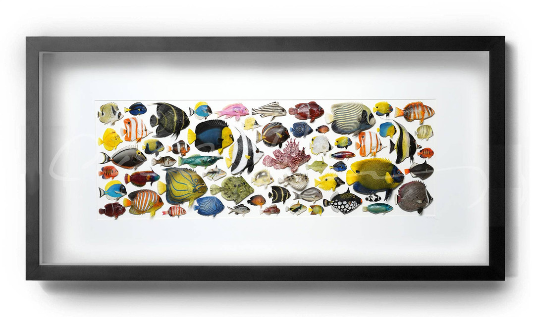 Christopher Marley自然艺术展_在线展览_画廊展览_雅昌展览